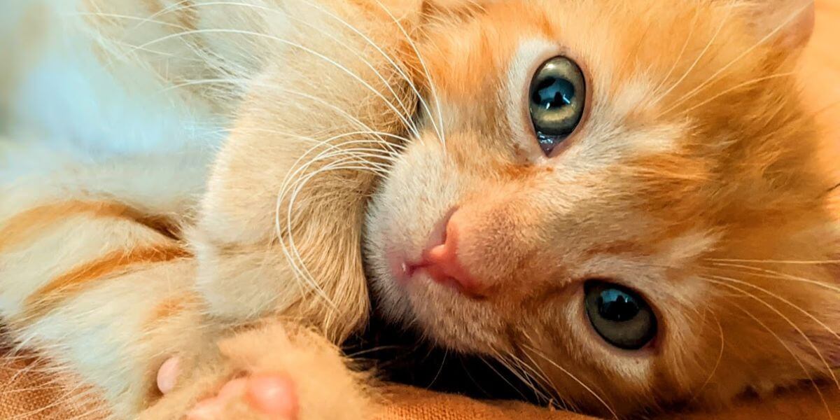 Hoarding Hell? It’s a ‘No’ for This Adoptable Kitten, Dawg | PETA