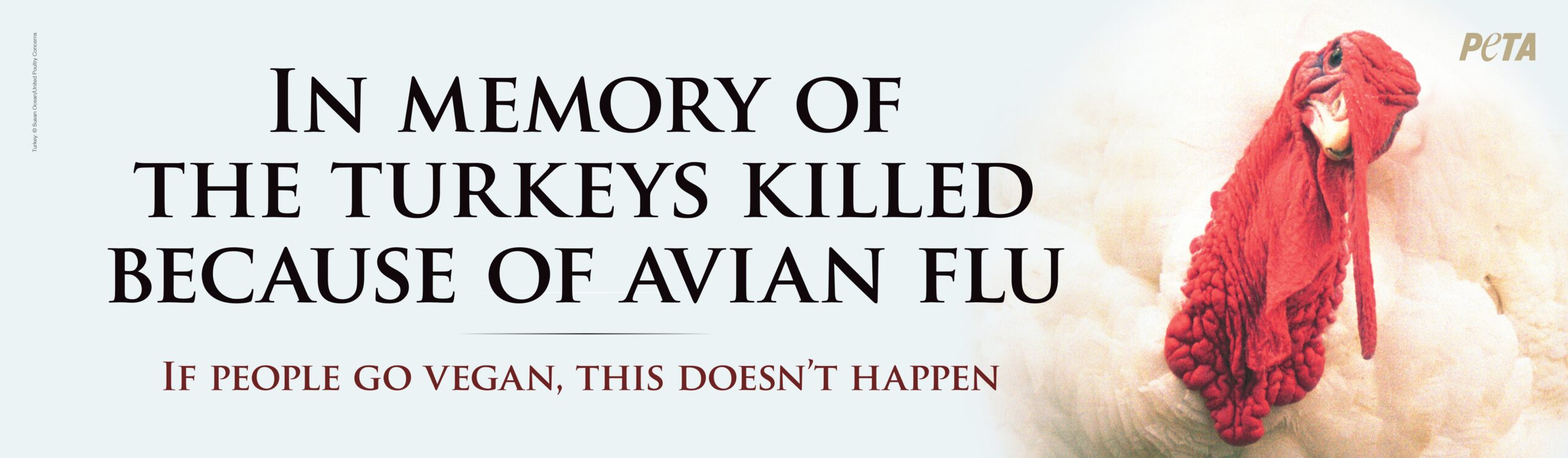 Bird Flu-Related Killing of Half a Million Turkeys Prompts PETA ...
