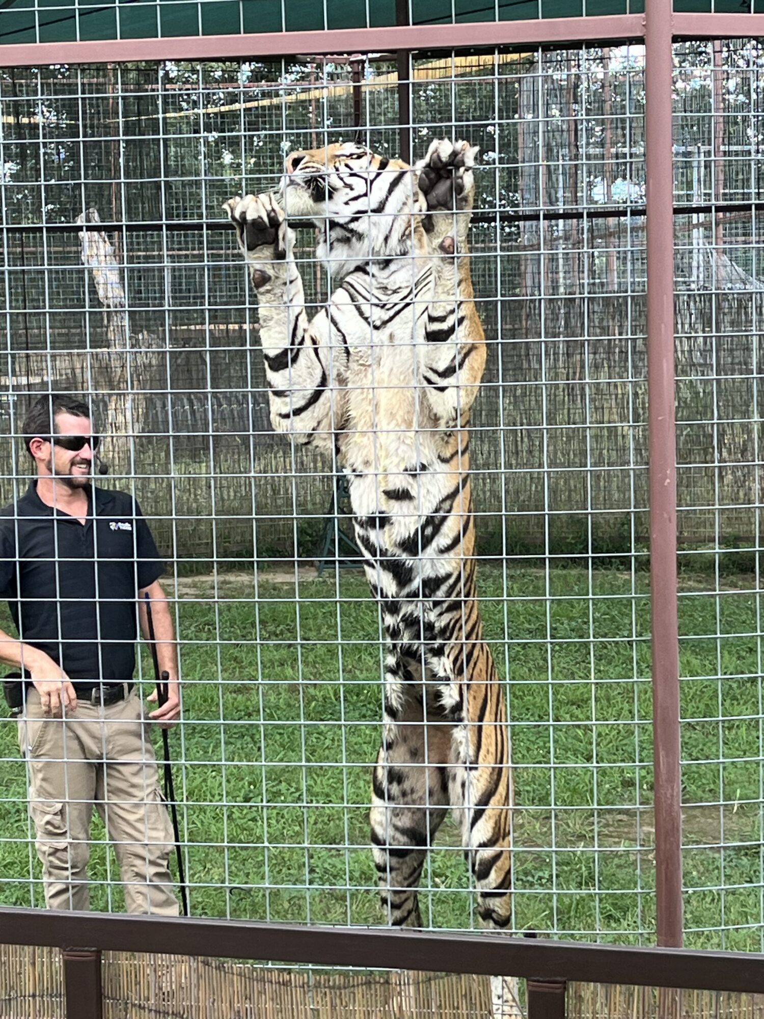 After Tiger Kills Oklahoma Roadside Zoo Owner, PETA Calls on Feds to ...