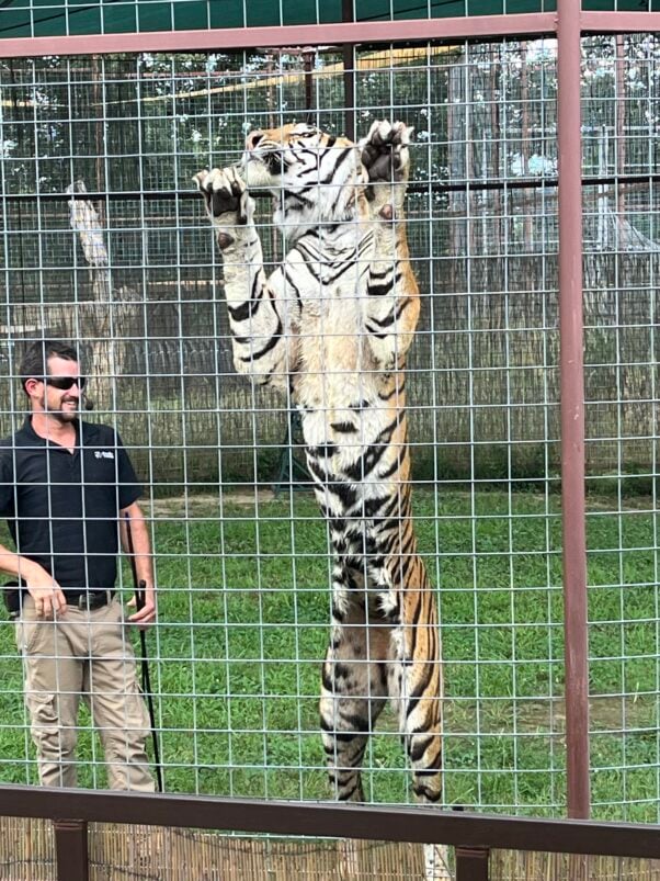 BREAKING: Tiger Kills Joe Exotic Associate | PETA