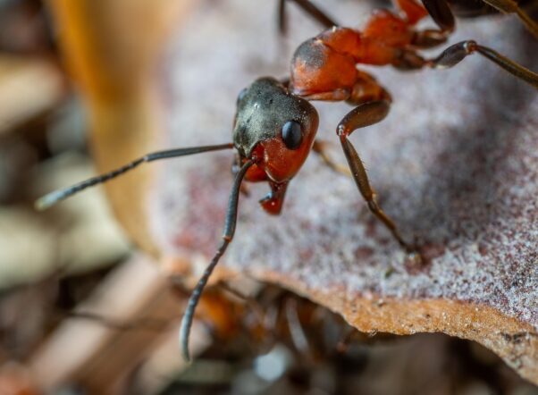 Are Ant Farms Cruel and Harmful to Ants? | PETA
