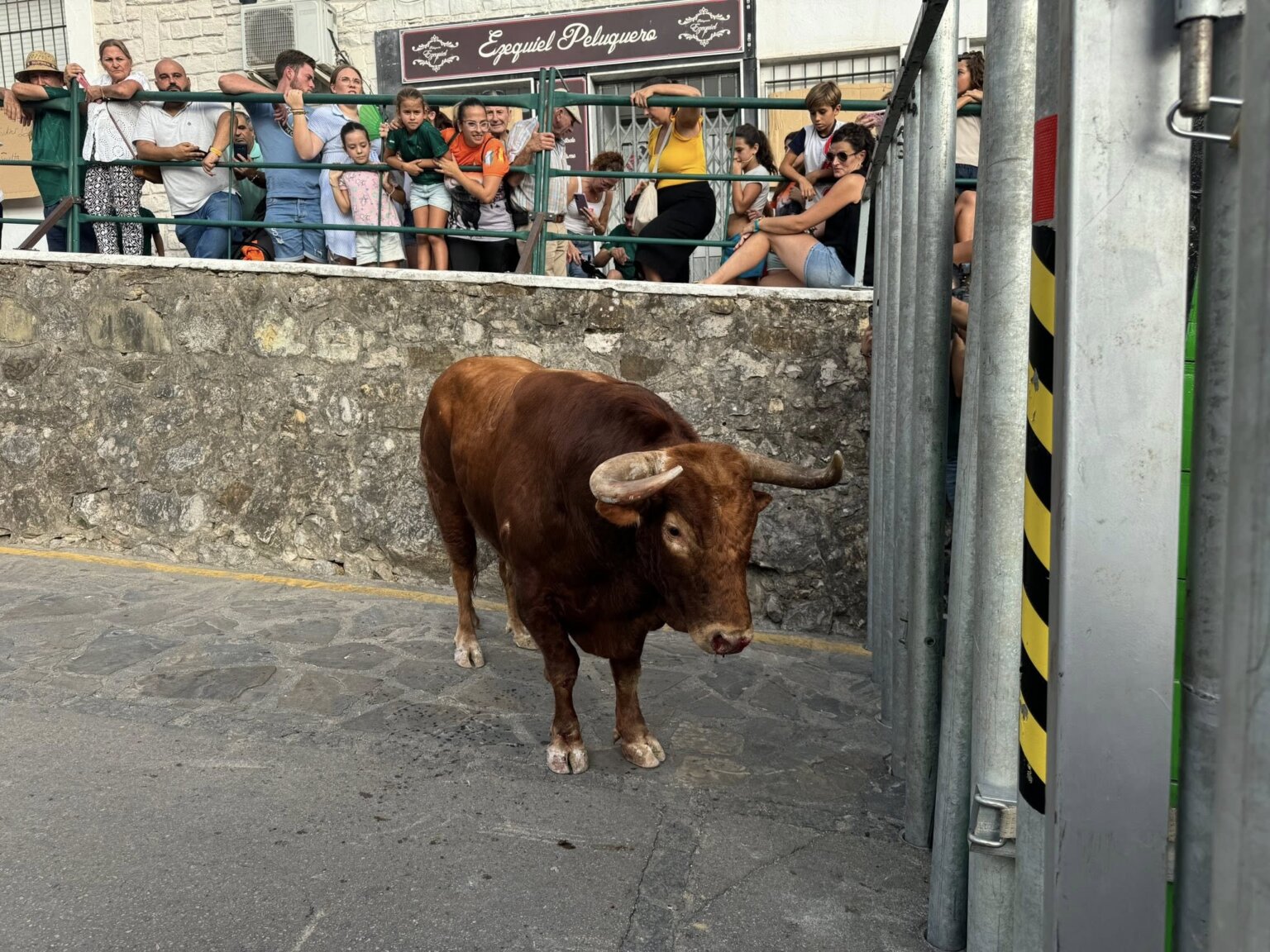Man Killed by Bull at Running of the Bulls Festival | PETA