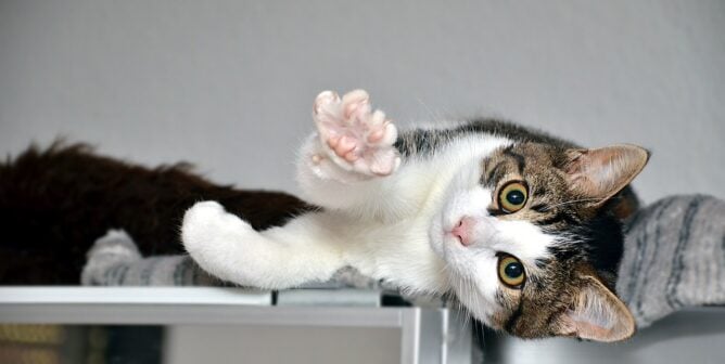 How Does PETA Feel About the Use of K-9s? | PETA