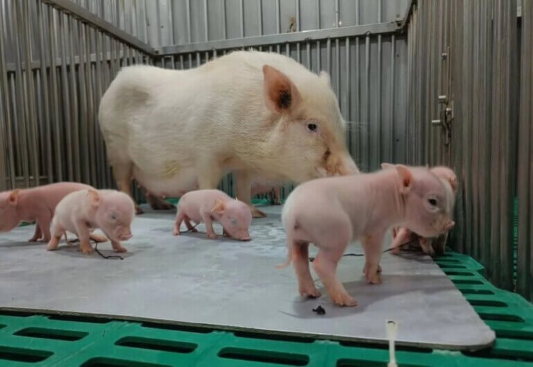 PETA Sues Virginia Tech Over Withheld Records on Gruesome Brain Blast ...