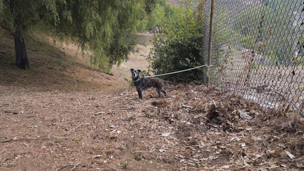 Kansas City Animal Shelters in Crisis: PETA Launches Video Warning ...