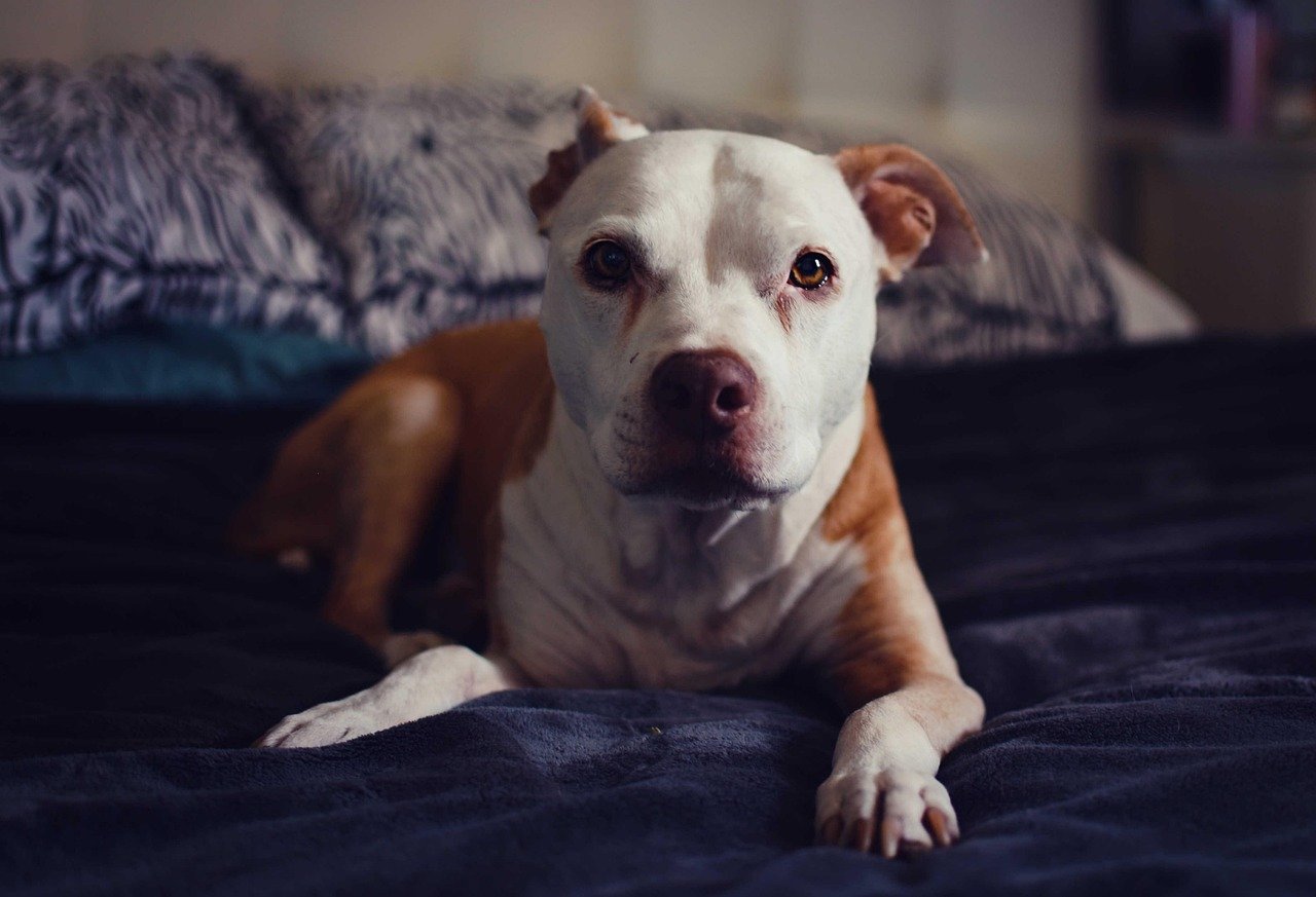 5 Reasons Not to Buy a Pit Bull for Sale | PETA