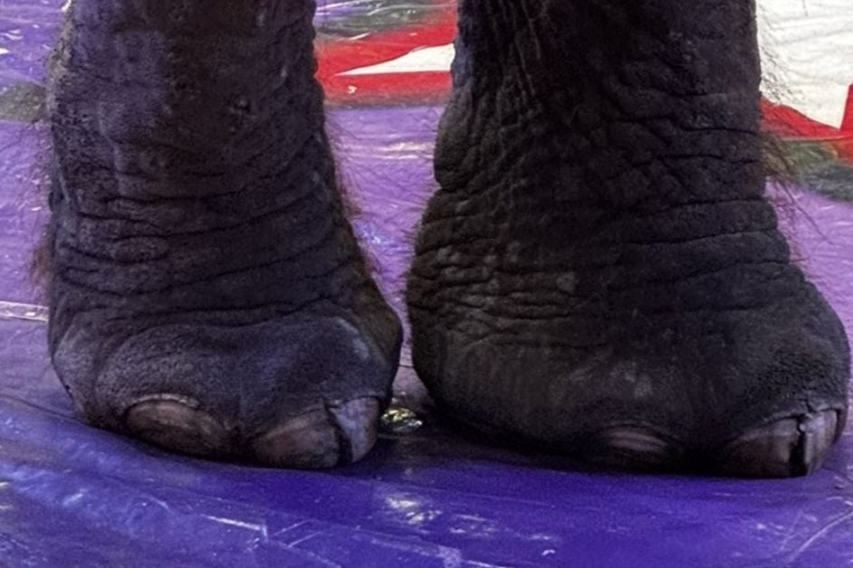 Betty the Elephant, Alice in Chains, and the Latest Circus Woes | PETA