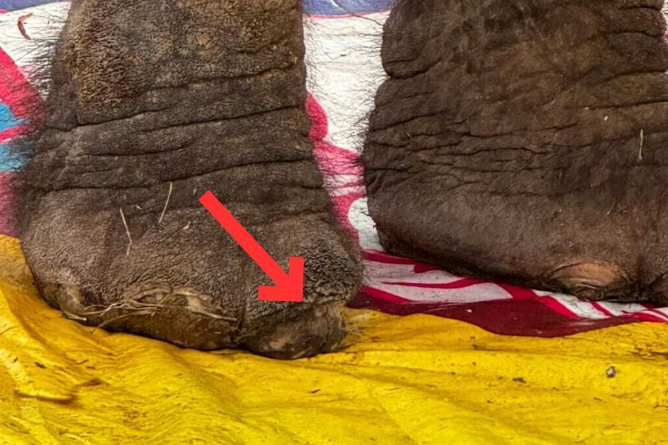 Betty the Elephant, Alice in Chains, and the Latest Circus Woes | PETA