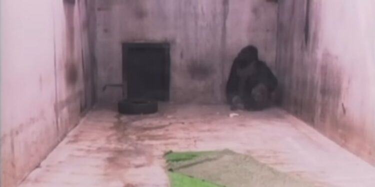 Who Was Ivan the Gorilla? | PETA