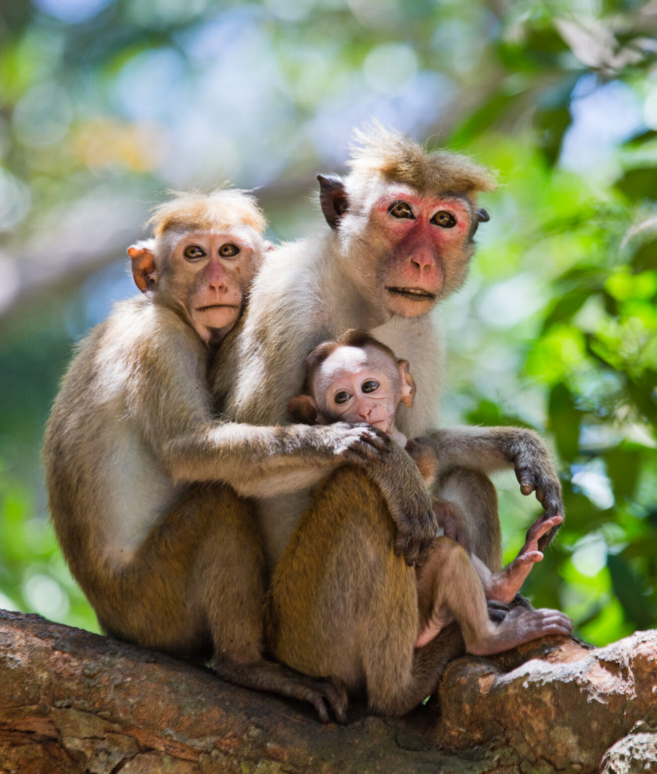 PETA's Push Liberates Animals From Laboratories | PETA