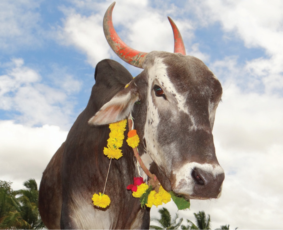 Sweet Relief for Bullocks! | PETA