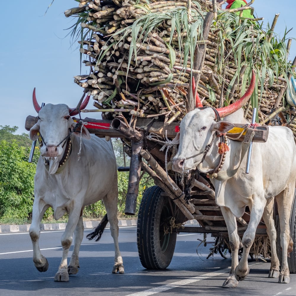 Sweet Relief for Bullocks! | PETA