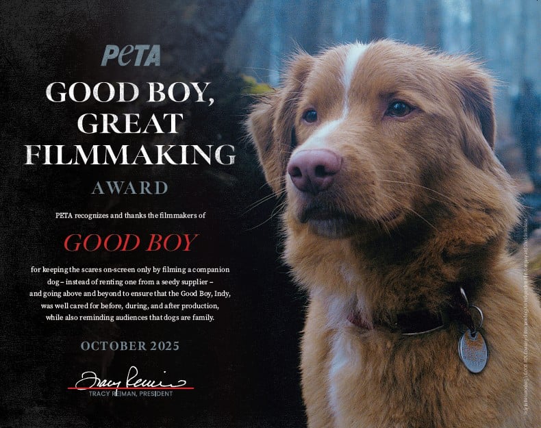 Good Director! Dog-Centered Horror Flick ‘Good Boy’ Earns PETA ‘Good ...