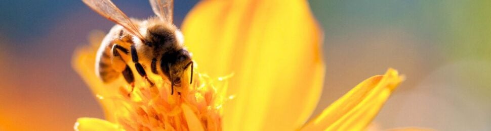 Helping Bees Is as Easy as Leaving Them Alone | PETA