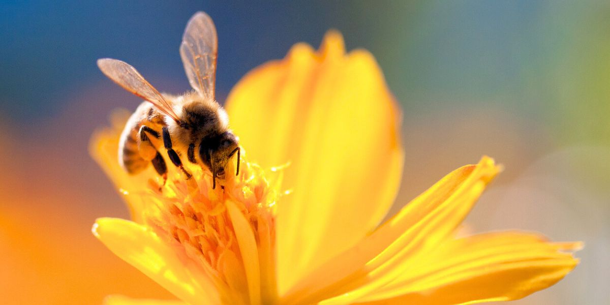 Helping Bees Is as Easy as Leaving Them Alone | PETA