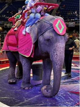 Fort Worth Circus’s Use of Elderly Elephants to Draw Three-Ring PETA ...