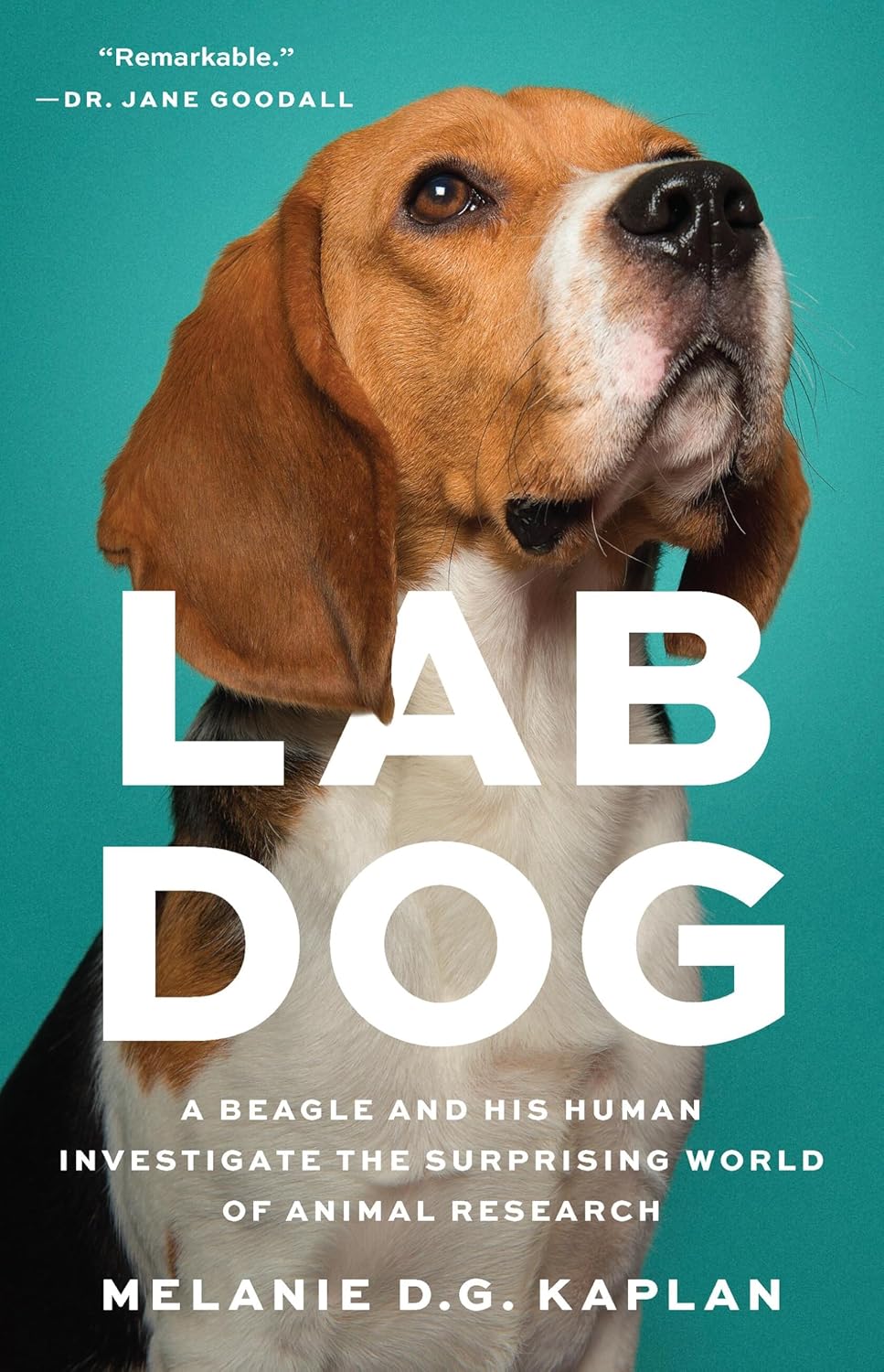 Why Do Experimenters Test on Beagles? Hammy’s Story | PETA