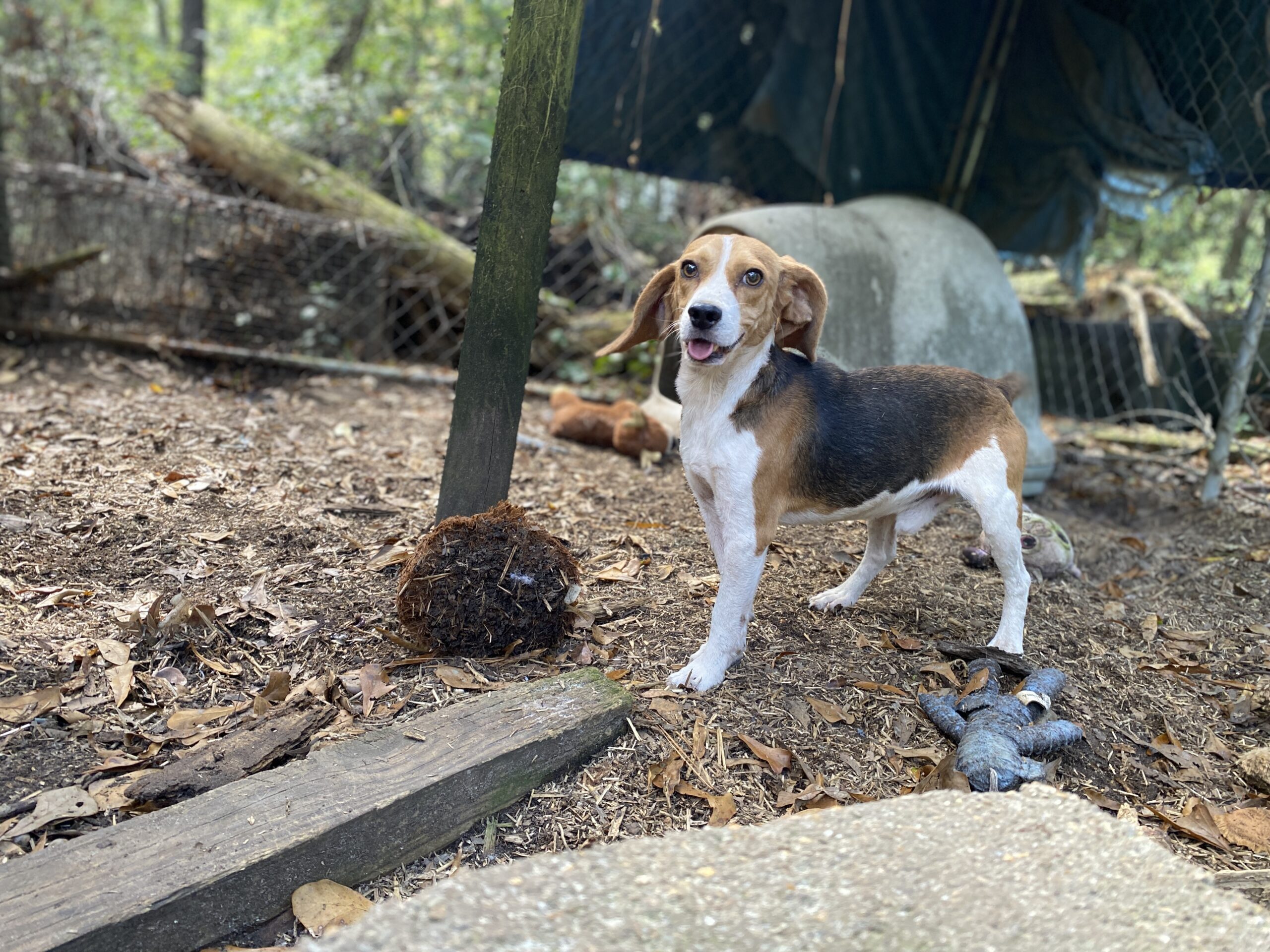 Hey, You Guys! Never Say Die With This Adoptable Beagle | PETA