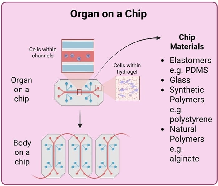 In Vitro Methods and More Animal Testing Alternatives | PETA