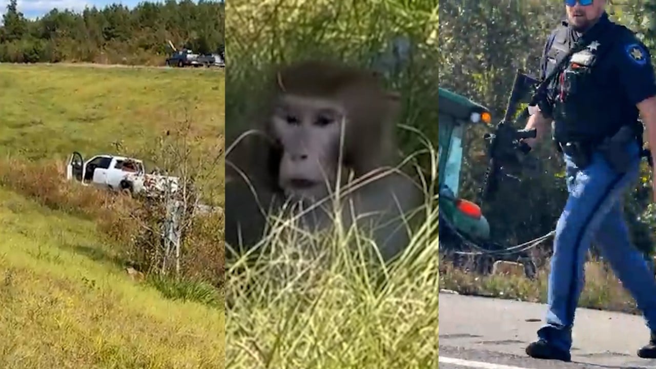 WATCH: The Monkey Crash That Could Spark a Pandemic | PETA