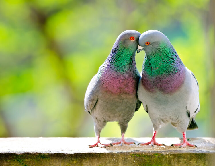 URGENT: Speak Out Against Bird Poisoning at Florida Condo! | PETA