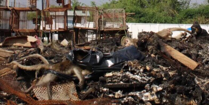 The Silver Spring Monkeys: The Case That Launched PETA | PETA