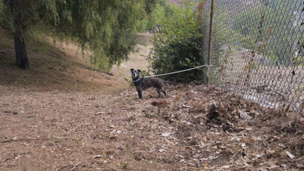 Dog Abandoned Near Highway Prompts PETA Video Warning About Dangers of ...