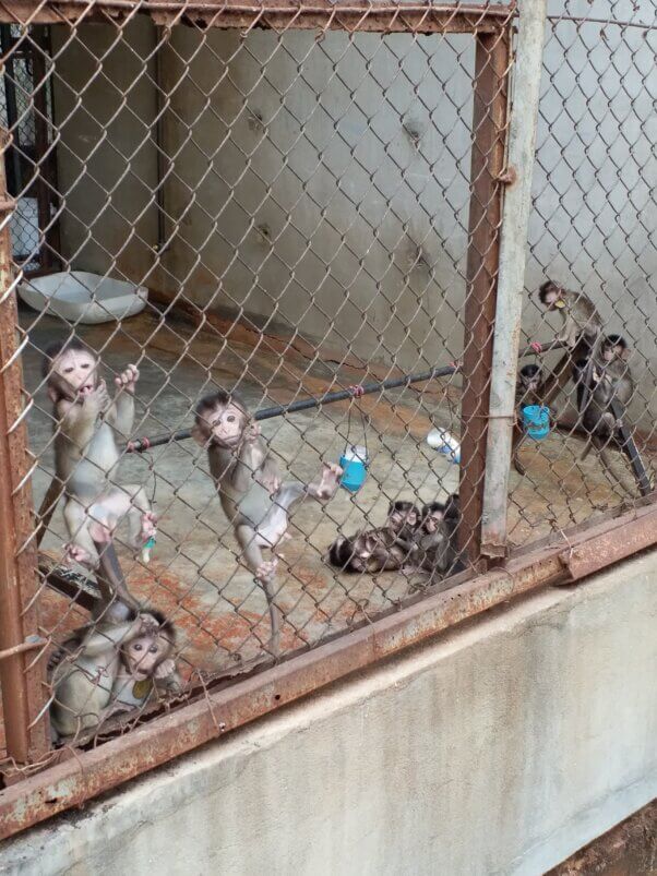 International Wildlife Trade Authority Head Allowed Illegal Monkey ...