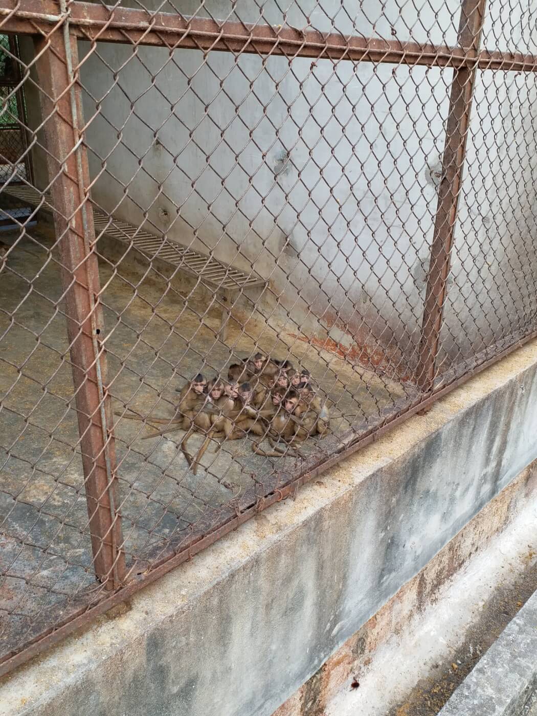 International Wildlife Trade Authority Head Allowed Illegal Monkey ...