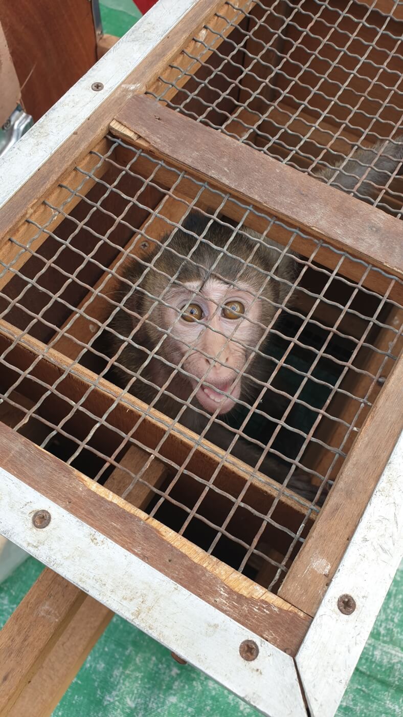 International Wildlife Trade Authority Head Allowed Illegal Monkey ...