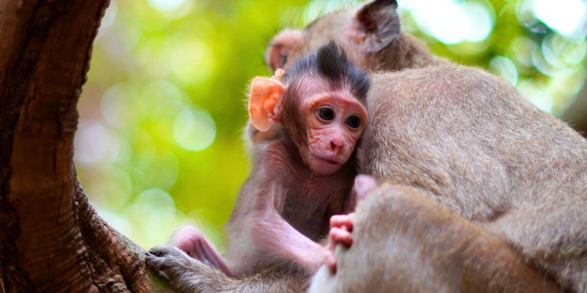 CDC to End All Its Monkey Experiments, PETA Statement | PETA