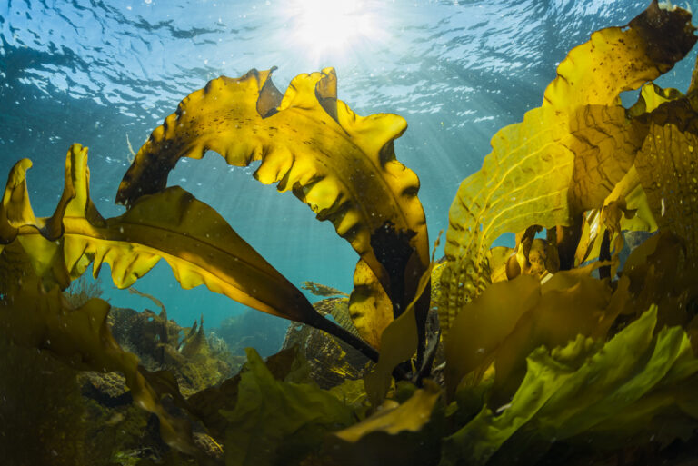 What Can’t Seaweed Do? See What Scientists Just Discovered | PETA