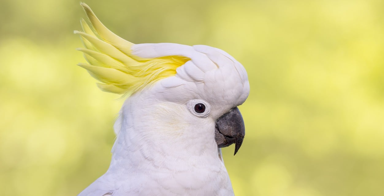 Do Birds Make Good Pets? | PETA