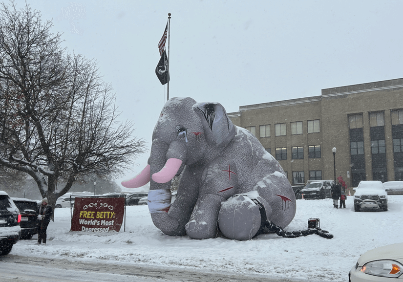 ‘It’s Nuts!’ PETA Cited for Inflatable Elephant as Circus Has Elderly ...