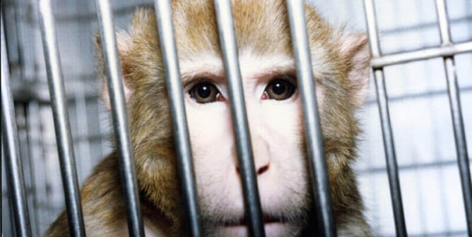 Rabbits in Laboratories | PETA