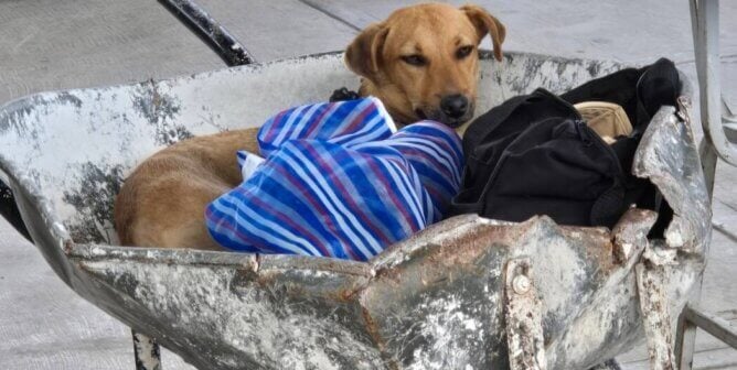 A ‘Pet’ Chinchilla Care Guide—What to Know Before Adopting