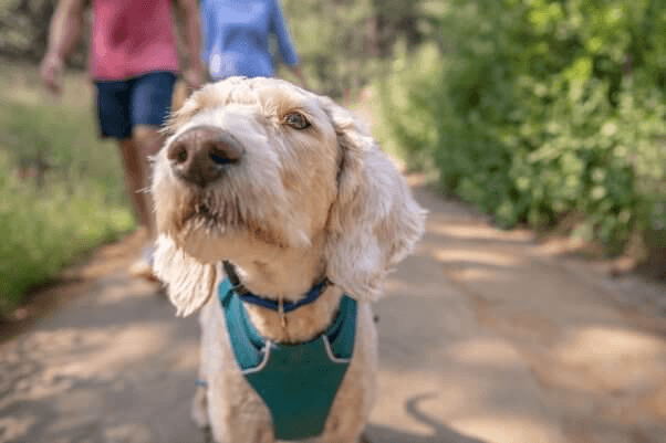 PETA Pushes for Delaware Law Requiring Three Daily Dog Walks: Will ...