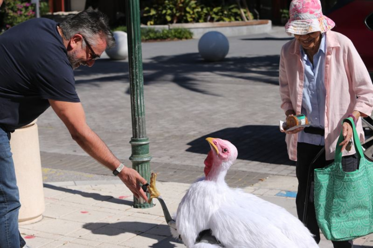 You’d Better Watch Out! PETA’s AI-Powered Robot Turkey Is Coming to San ...