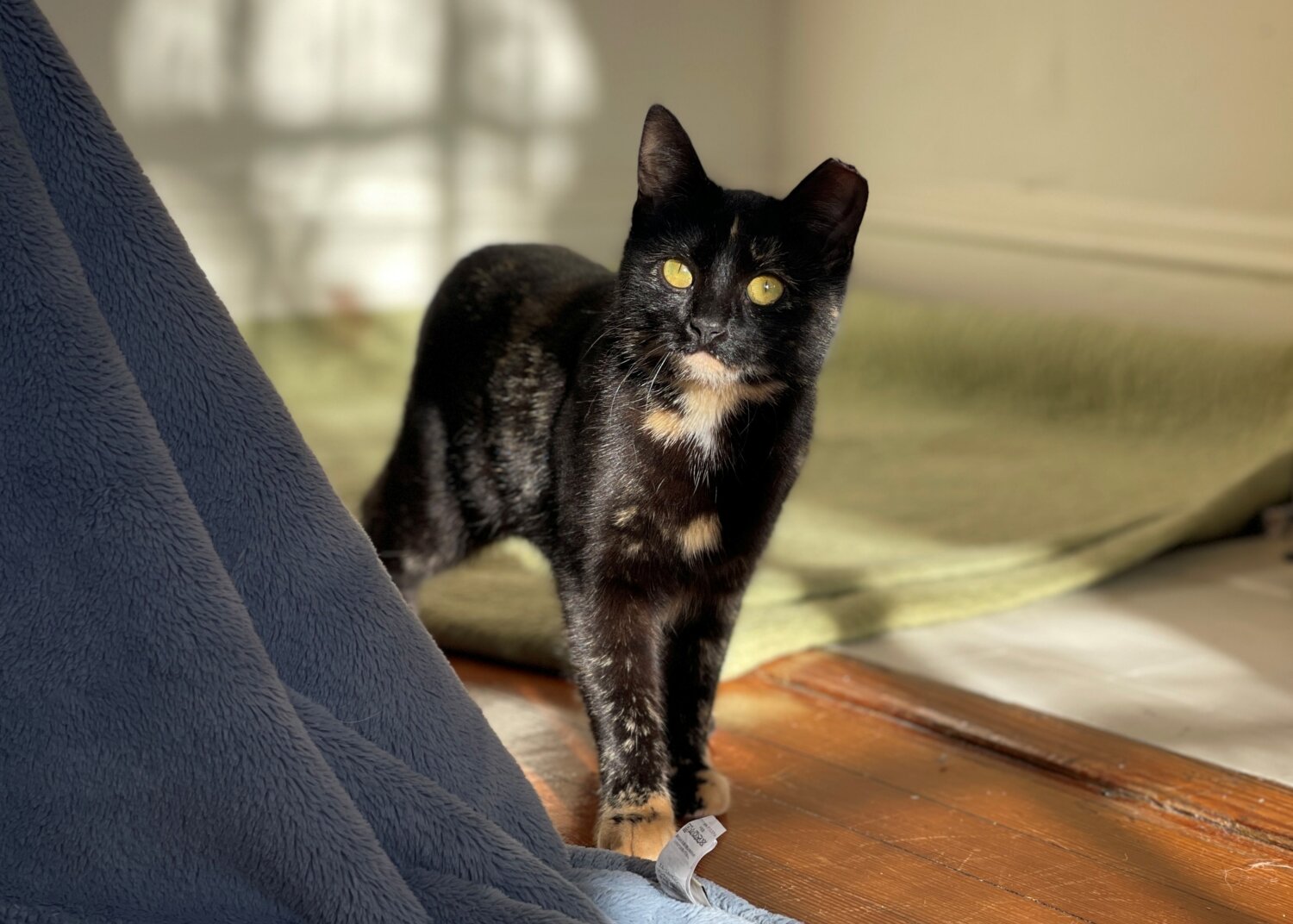 Rakia the Cat’s 2026 Resolutions? Only One: Get Adopted! | PETA