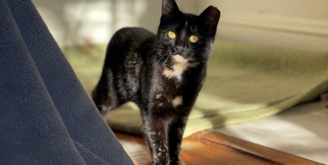 Who Is PETA’s 2025 Person of the Year? | PETA