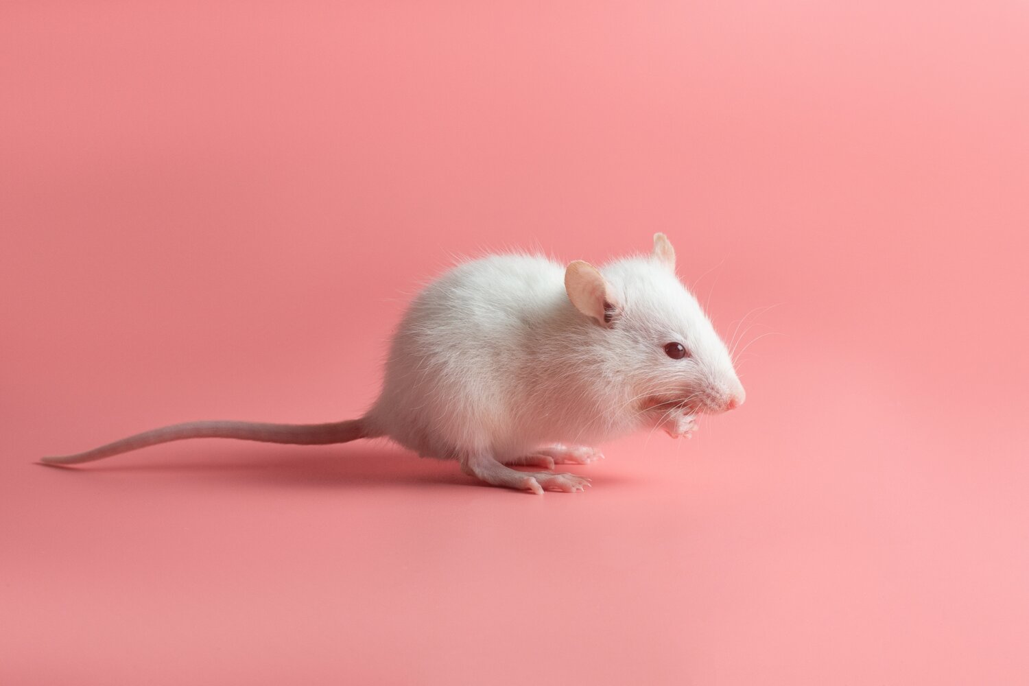 PETA News | PETA