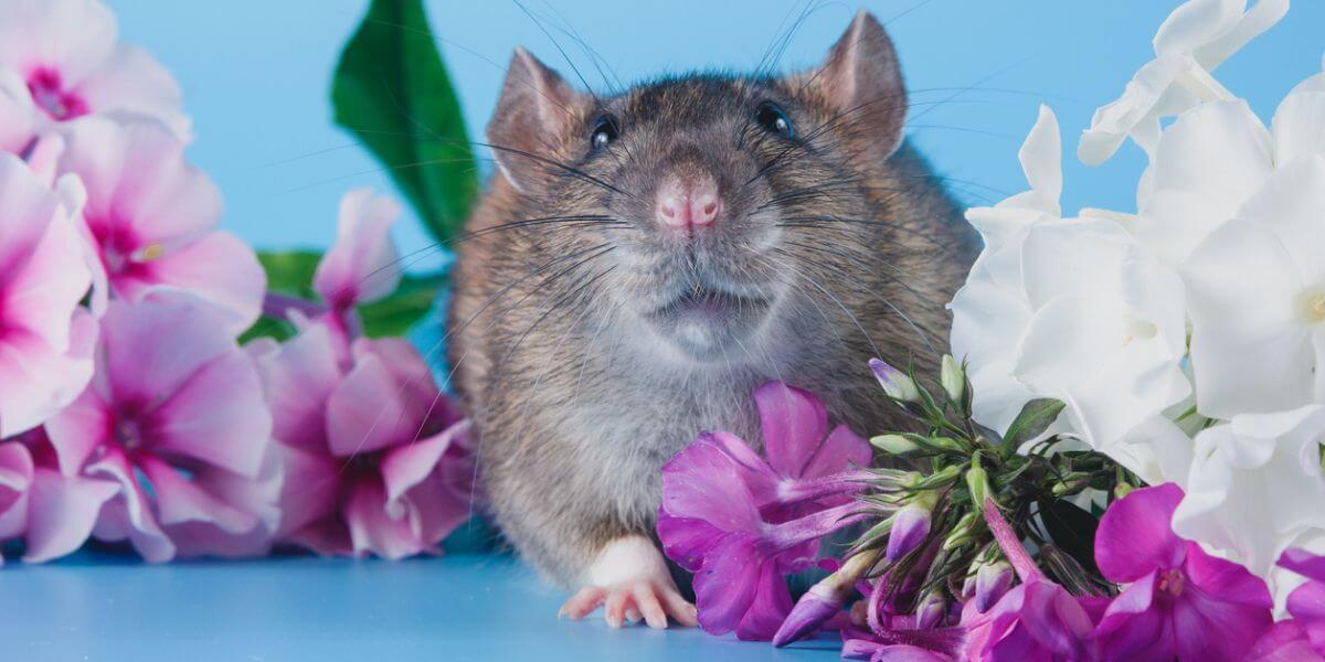 VICTORY! Oreo Maker Drops Animal Testing After Successful PETA Push | PETA