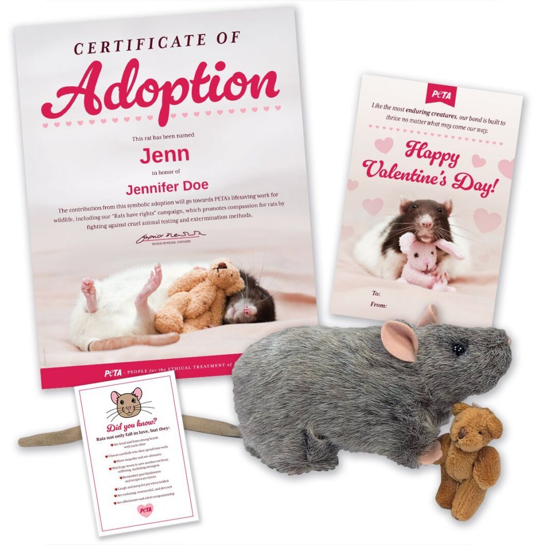 Rats Over Roses: This Valentine’s Day, You Can Name a Rat After Your ...