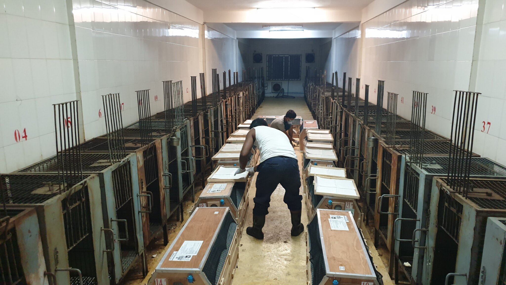 Primatologist Dr. Lisa Jones-Engel Calls for Lab Closure | PETA