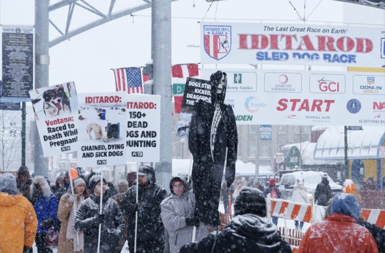 “800 MILES IN THE ICE… AND THE PRICE PAID IS A 4-YEAR-OLD LIFE” Amidst ...