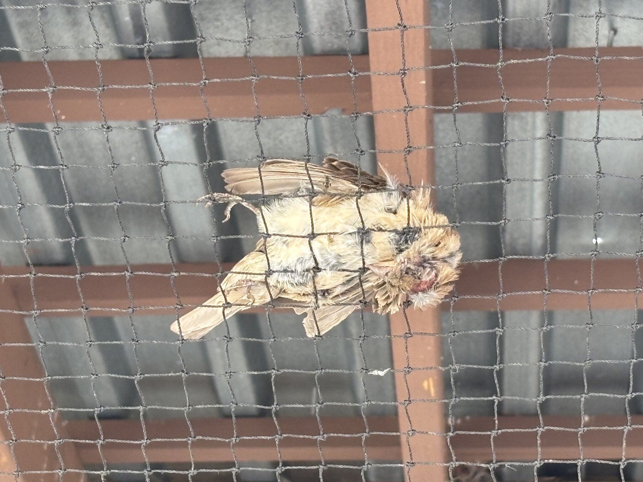 Update: Birds Reportedly Trapped in Netting at ALDI Store! | PETA