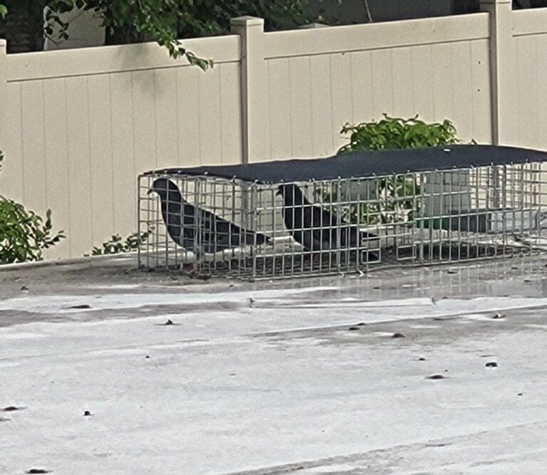 Pigeons Reportedly Languishing in Traps in Utah! | PETA
