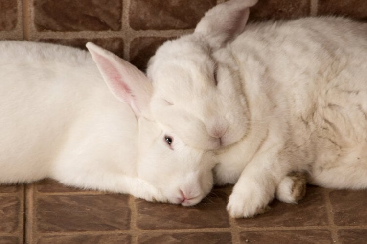 PETA Helps Drive Historic NIH Shift Toward Humane Science | PETA