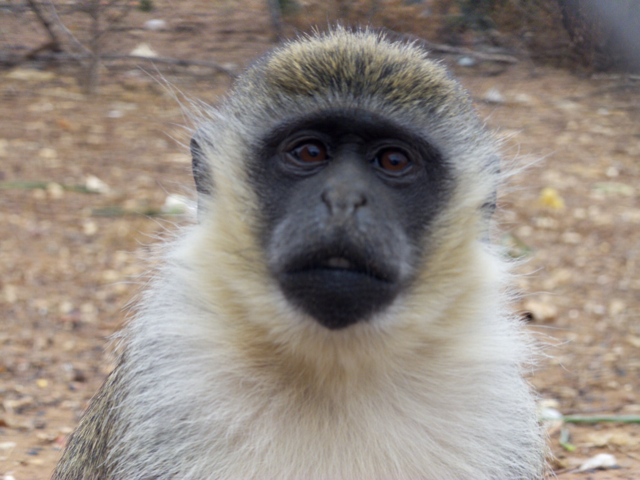 Meet the Monkeys Thriving After Rescue From West Coast Game Park | PETA