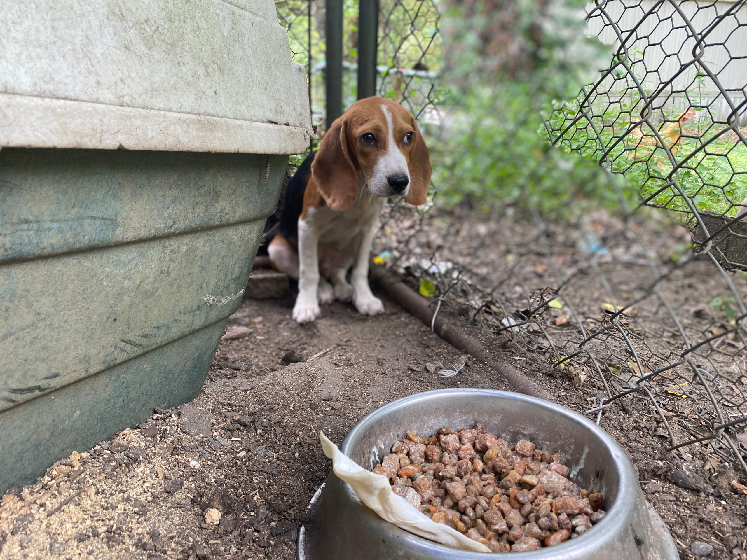 ‘Too Gentle’ to Hunt: Neglected Beagle Finds Loving New Family | PETA